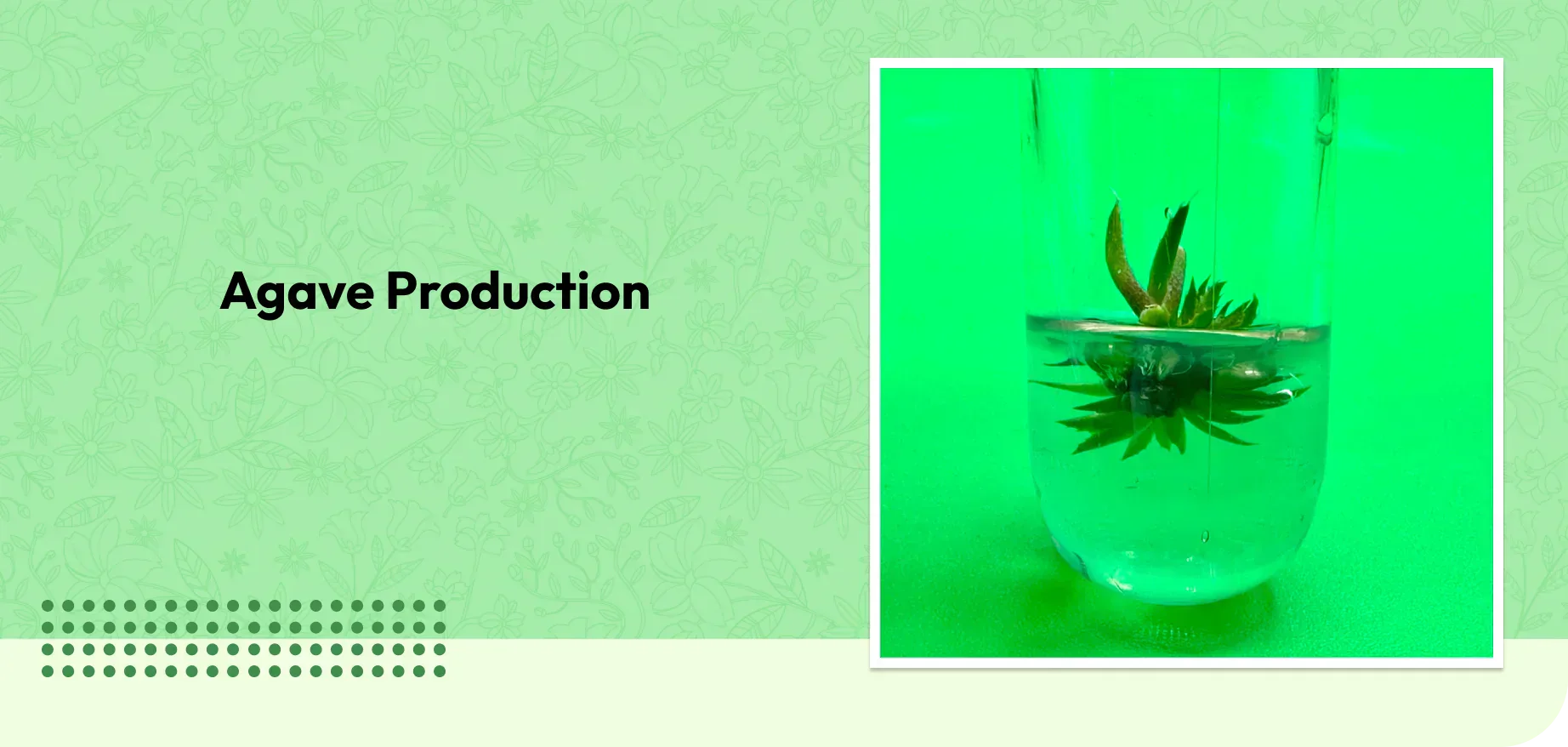 Agave Production – MGN Liners