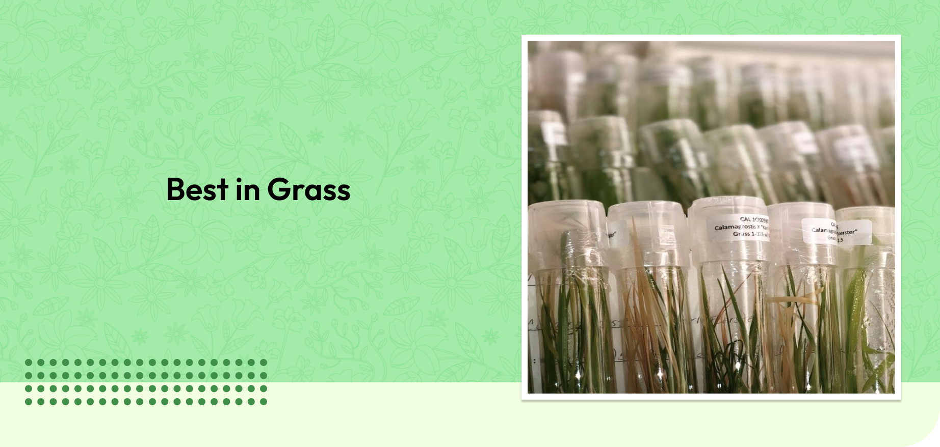 Best in Grass – MGN Liners