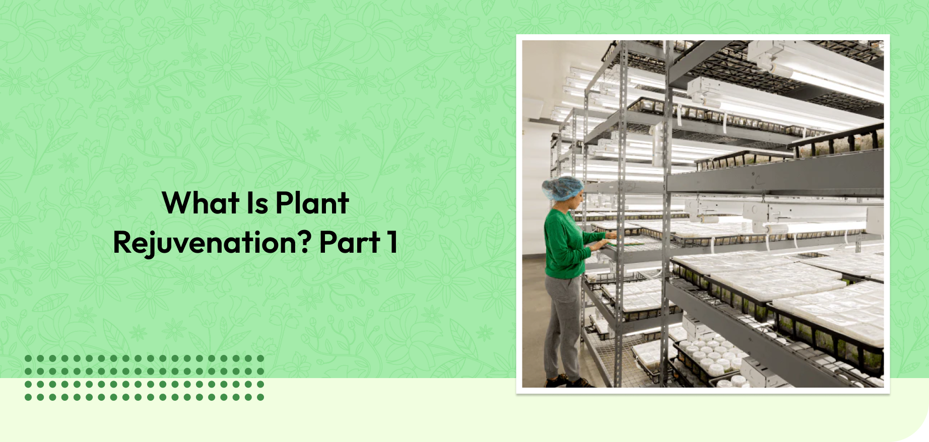 What Is Plant Rejuvenation? Part 1 – MGN Liners
