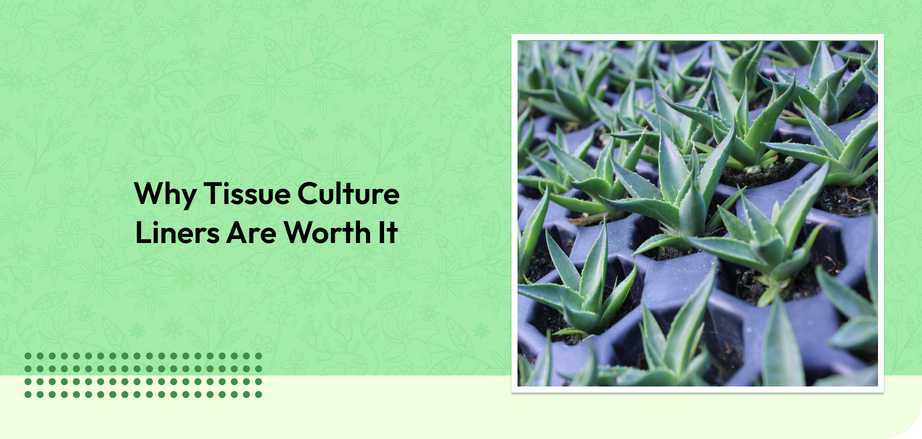 Why Tissue Culture Liners Are Worth It – MGN Liners