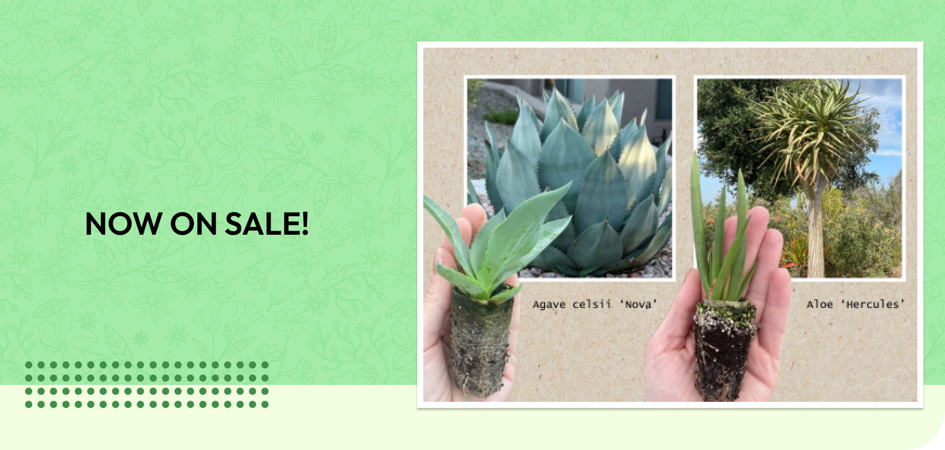 NOW ON SALE! – MGN Liners