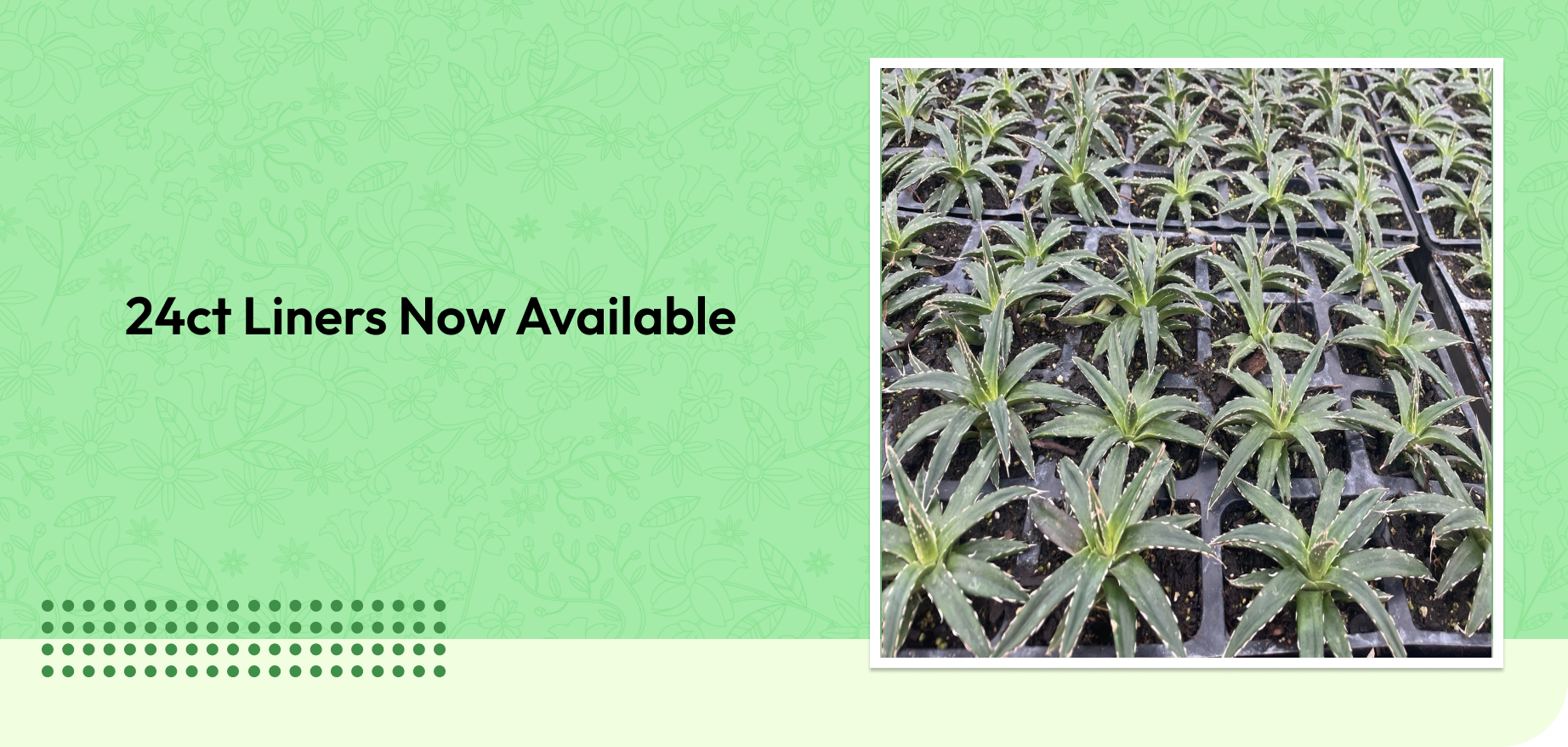 24ct Liners Now Available – MGN Liners