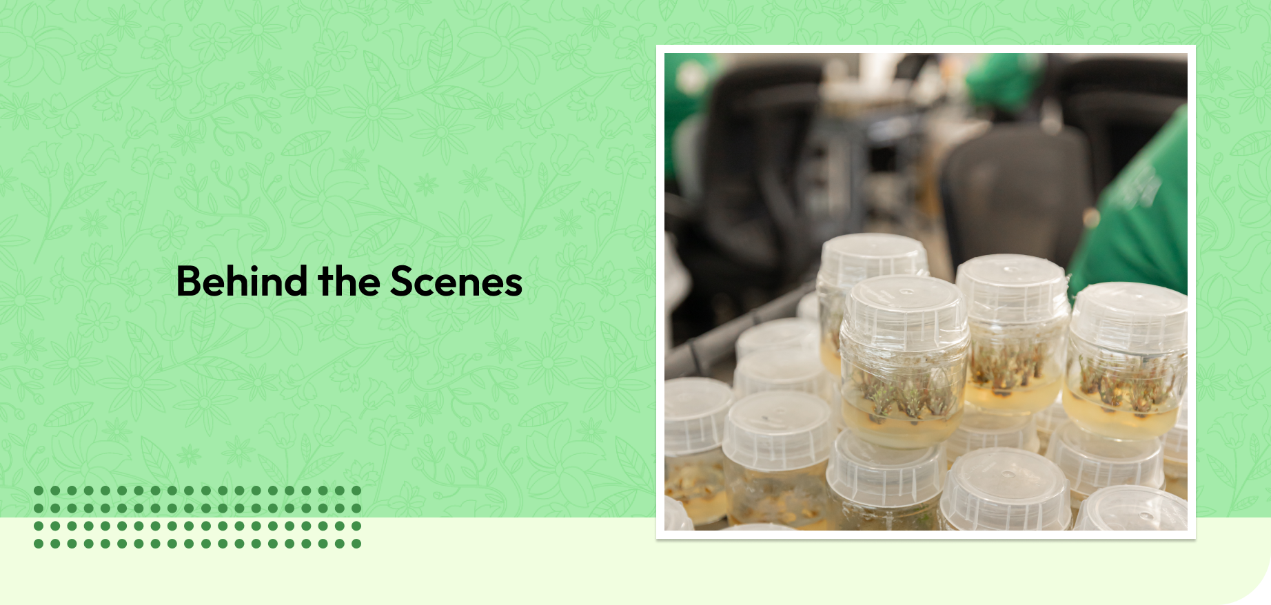 Behind the Scenes – MGN Liners