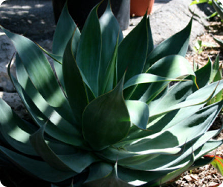 Agave Blue Flame - MGN Liners