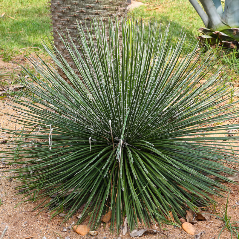 Agave Gemniflora - MGN Liners