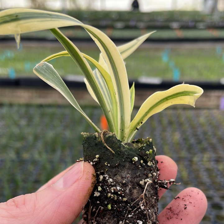 Yucca 'Bright Edge' - MGN Liners