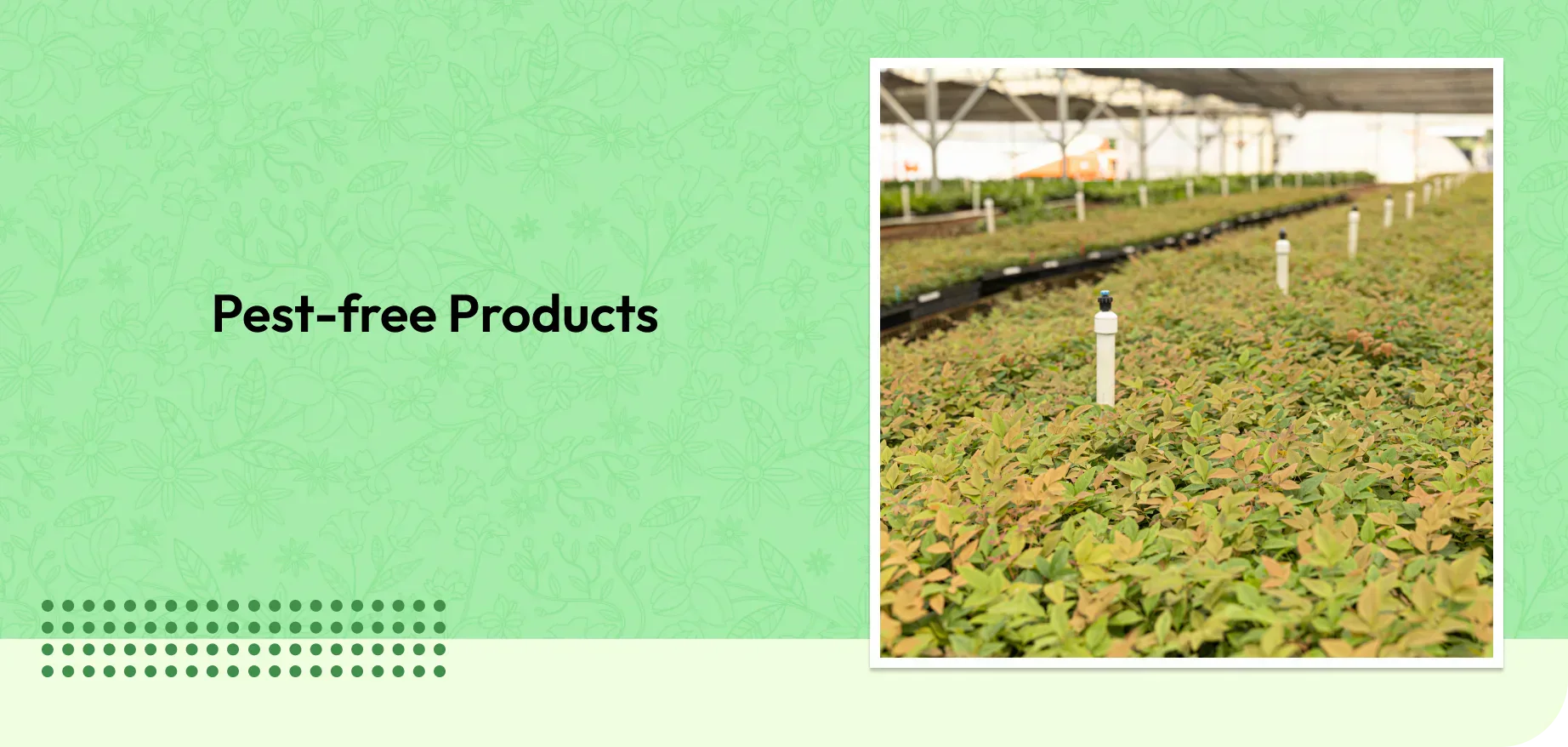 Pest-free Products – MGN Liners