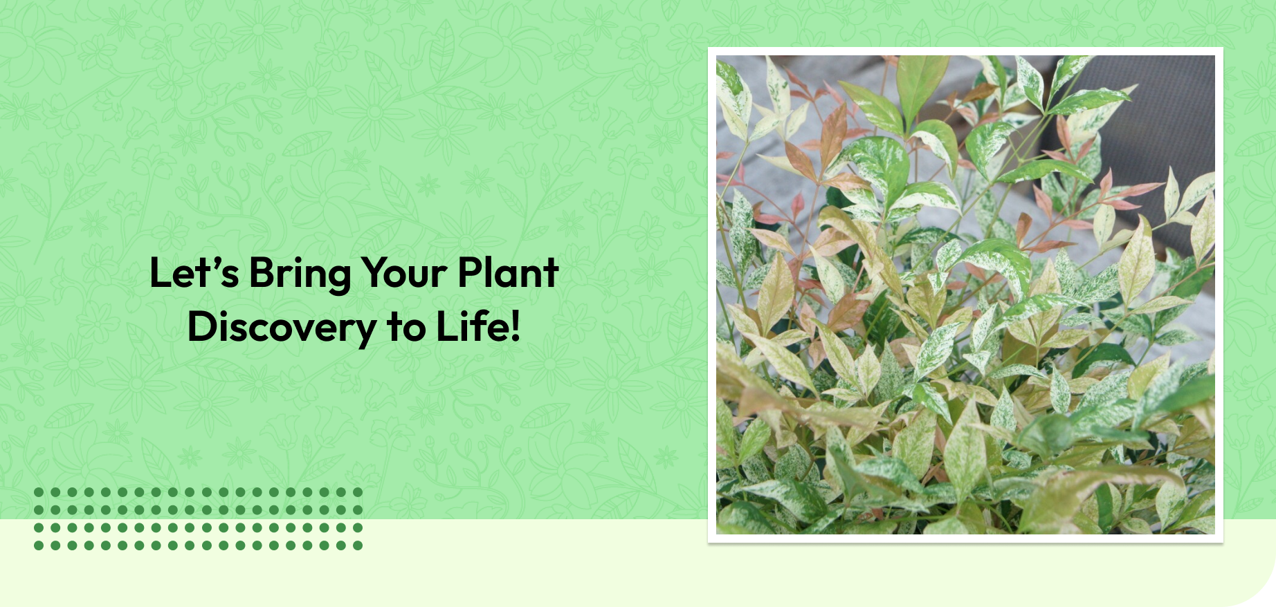 Let’s Bring Your Plant Discovery to Life! – MGN Liners