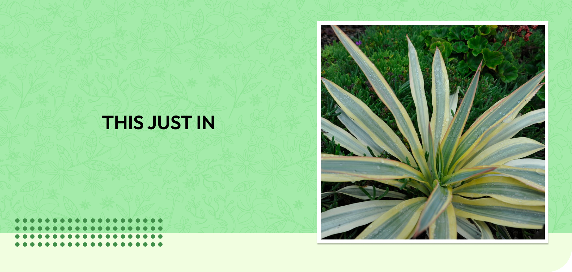 THIS JUST IN – MGN Liners