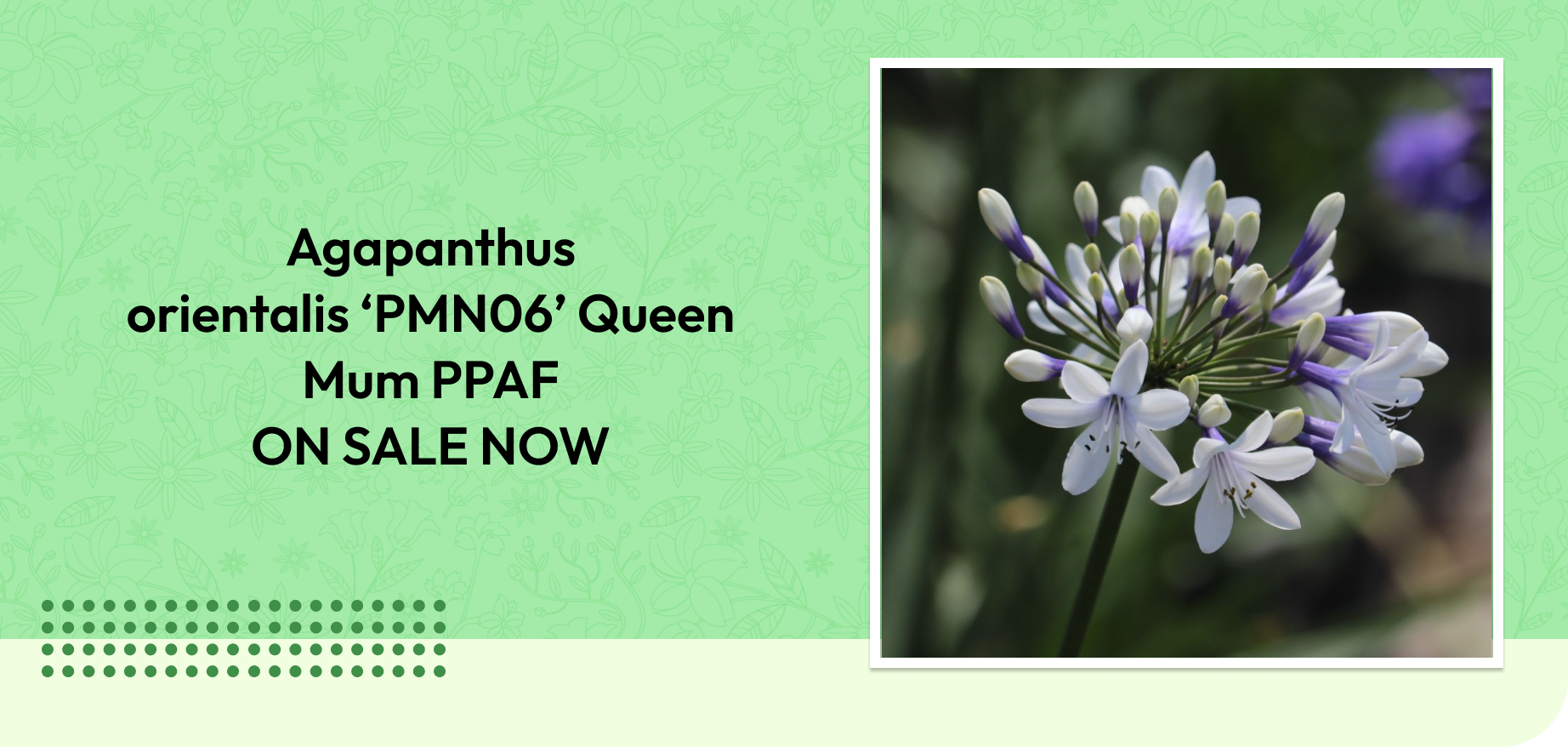 Agapanthus orientalis ‘PMN06’ Queen Mum PPAF ON SALE NOW – MGN Liners