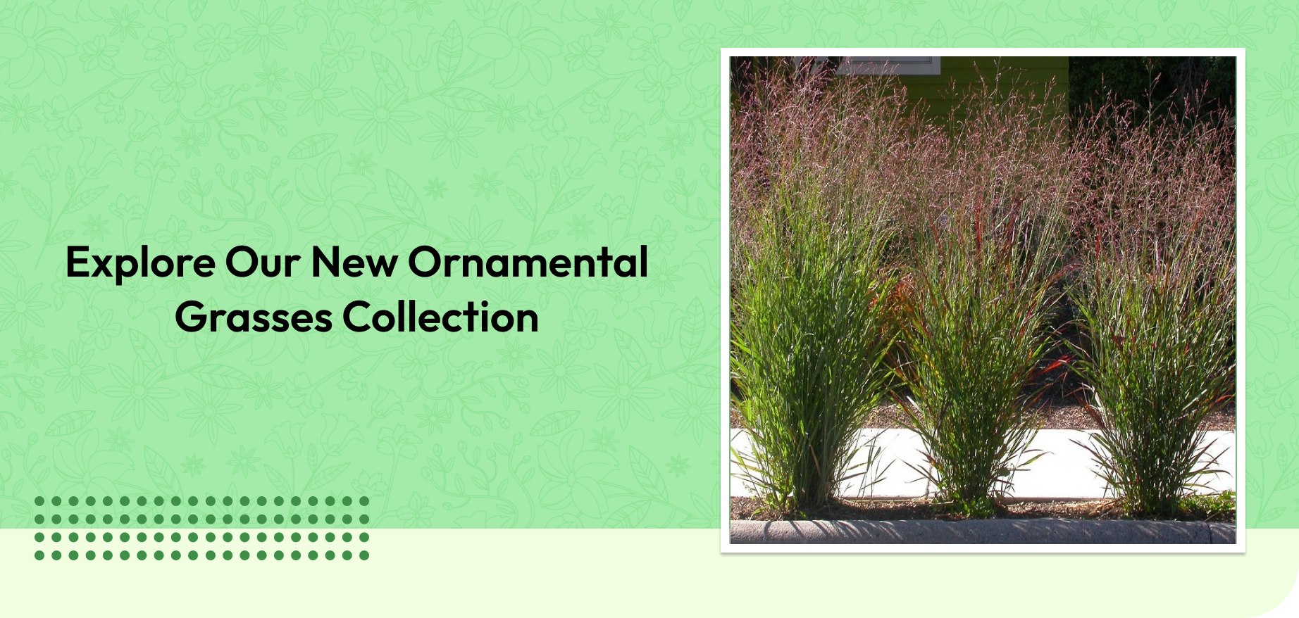 Explore Our New Ornamental Grasses Collection – MGN Liners