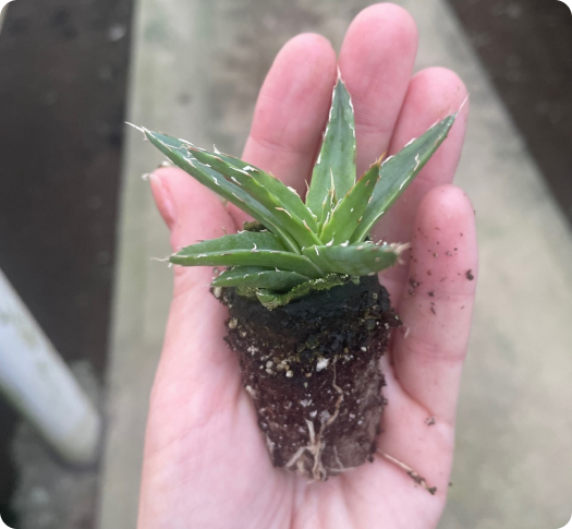 Agave victoria-reginae Queen Victoria - MGN Liners