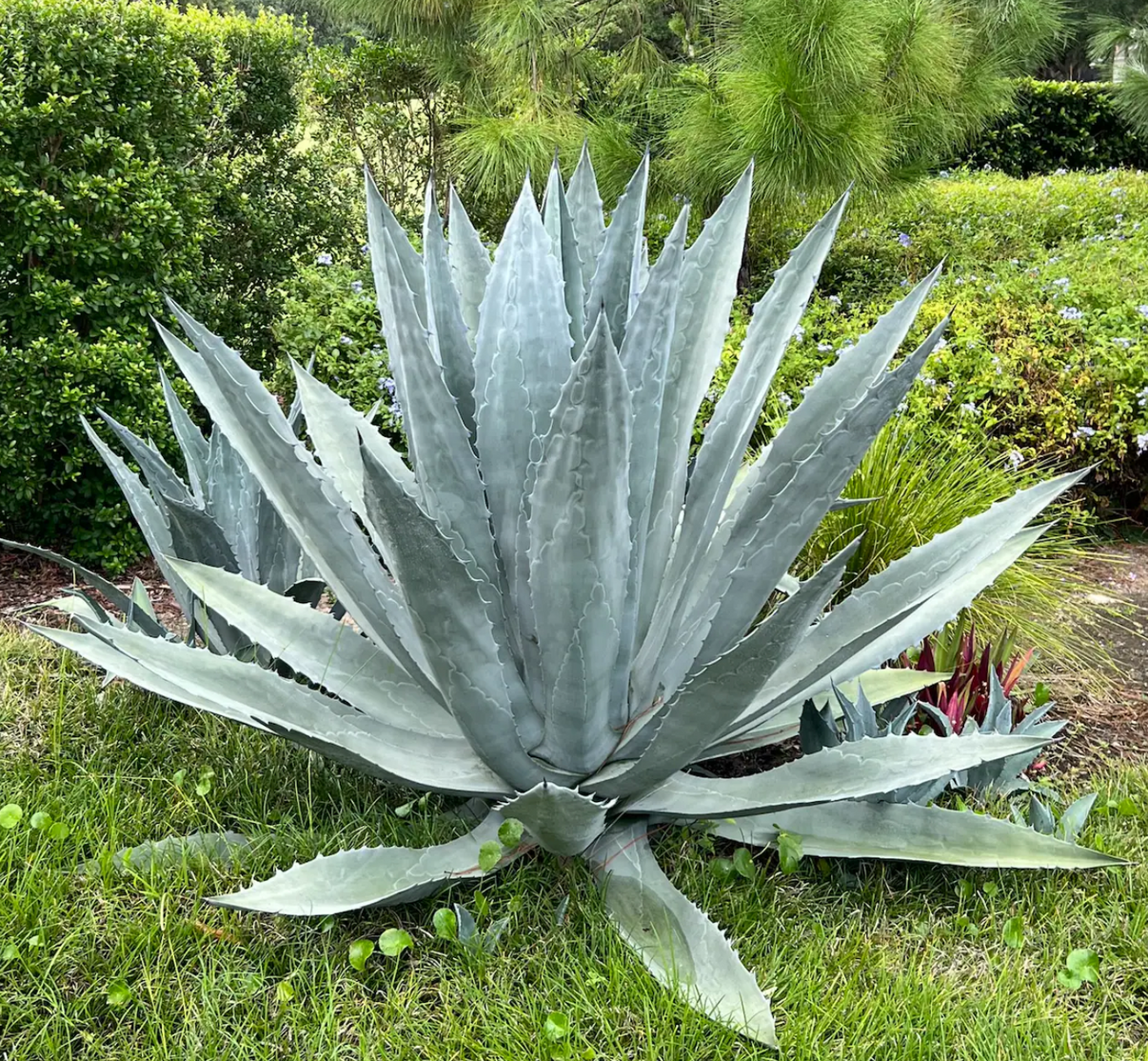 Agave Americana - MGN Liners