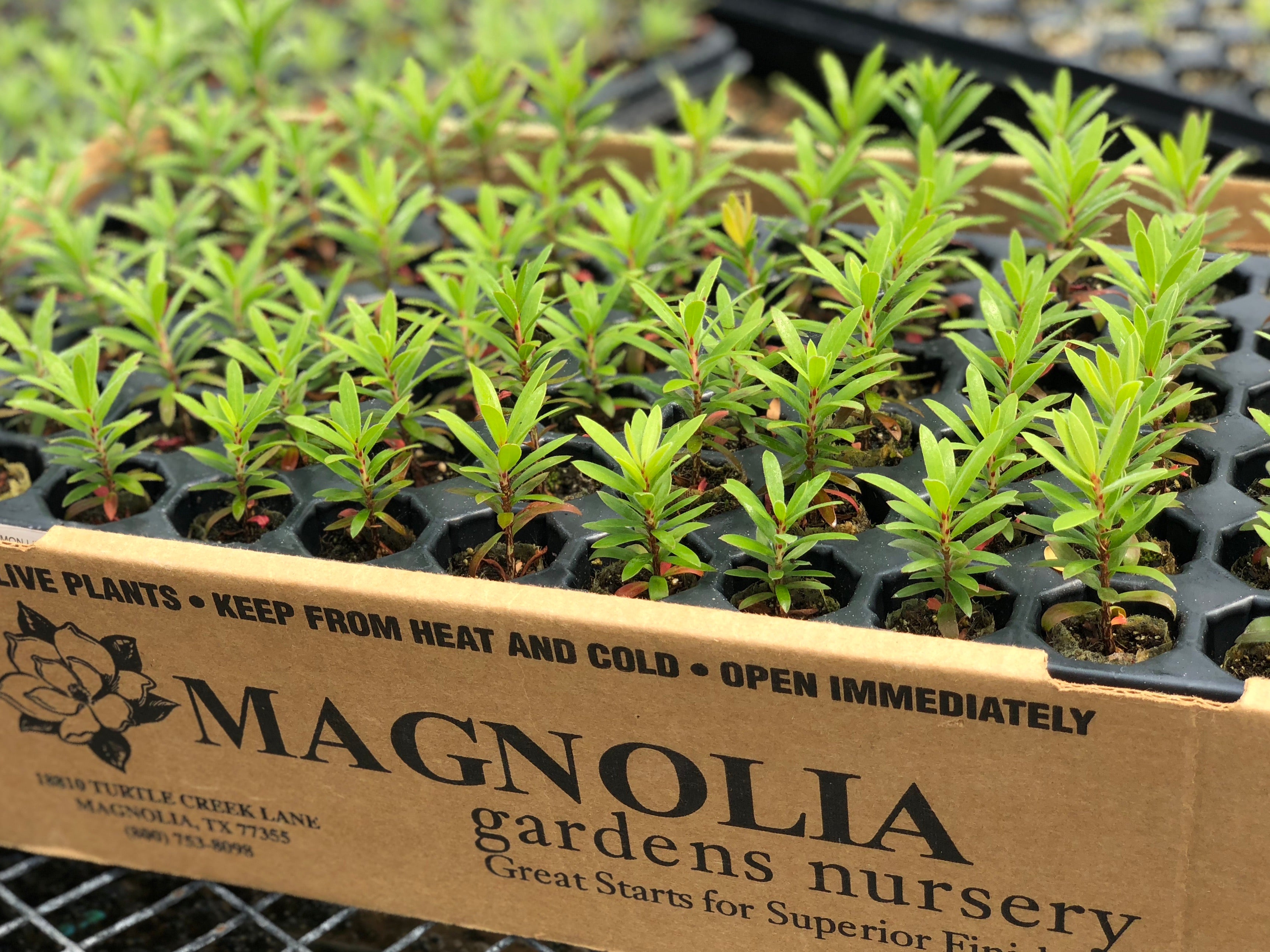 Callistemon viminalis Little John - MGN Liners