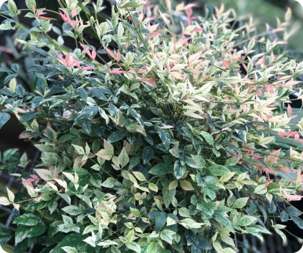 Nandina domestica Twilight - MGN Liners