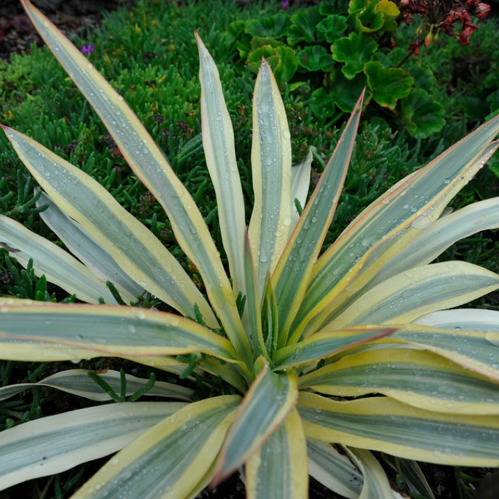 Yucca 'Bright Star' - MGN Liners